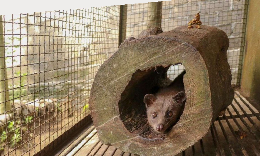 5 REASONS WHY PEOPLE ARE CHOOSING CIVET CATS OVER DOMESTIC CATS AND ...