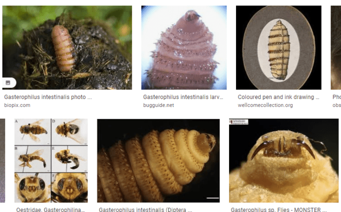 10 PROVEN STEPS TO TREAT MAGGOTS IN YOUR DOG AND OTHER PETS | Animal Tract