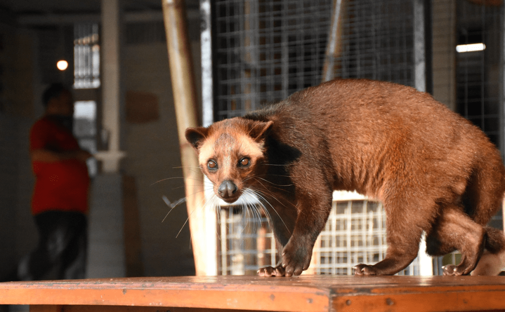 DISEASES IN CIVET CATS | Animal Tract